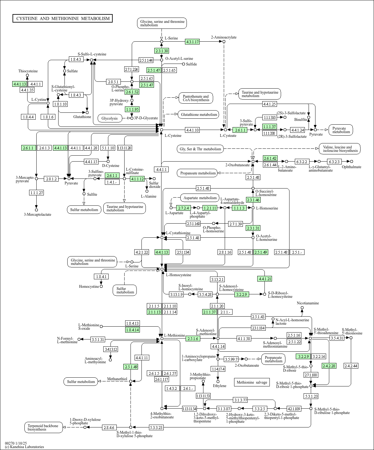 KEGG PATHWAY: Cysteine and methionine metabolism - Bacteroides uniformis