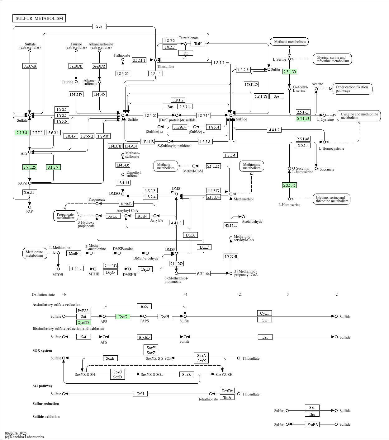 KEGG PATHWAY: Sulfur metabolism - Bacteroides uniformis