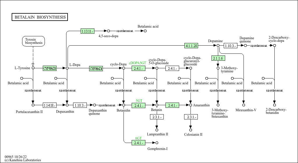 KEGG PATHWAY: Betalain biosynthesis - Beta vulgaris (sugar beet)