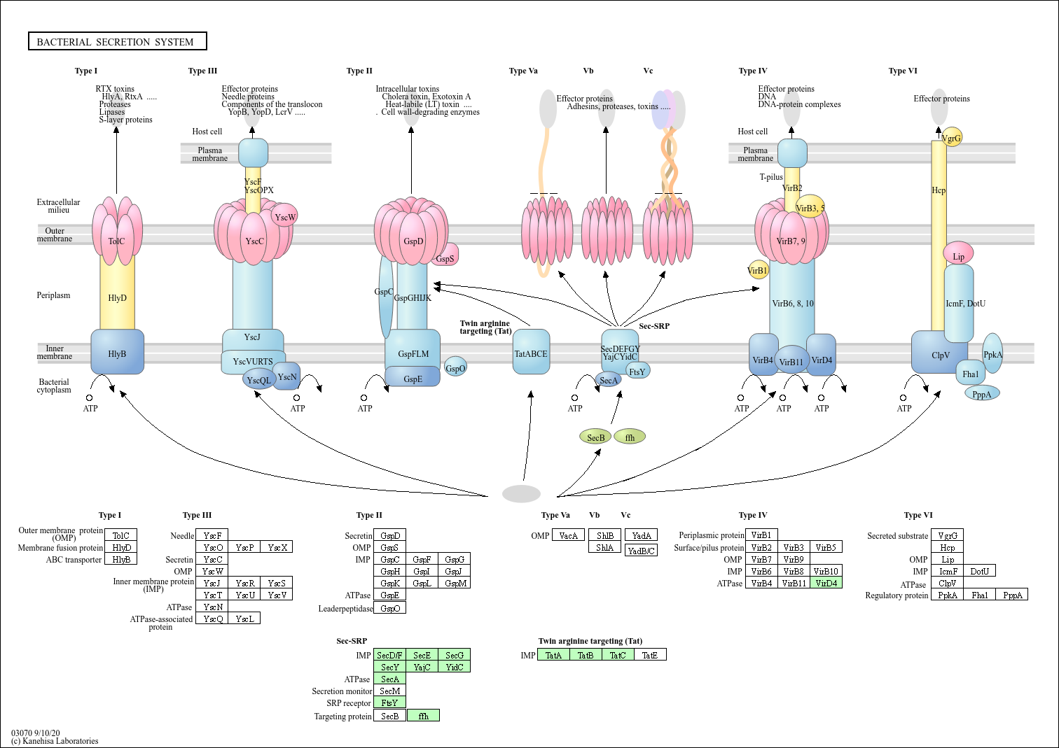 KEGG PATHWAY: Bacterial secretion system - Catenulispora acidiphila