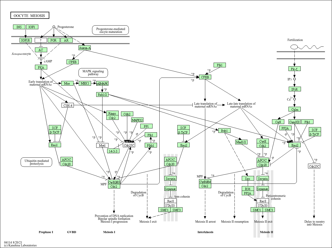KEGG PATHWAY: Oocyte meiosis - Cygnus atratus (black swan)