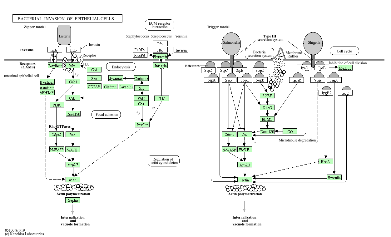 KEGG PATHWAY: Bacterial invasion of epithelial cells - Cygnus atratus ...