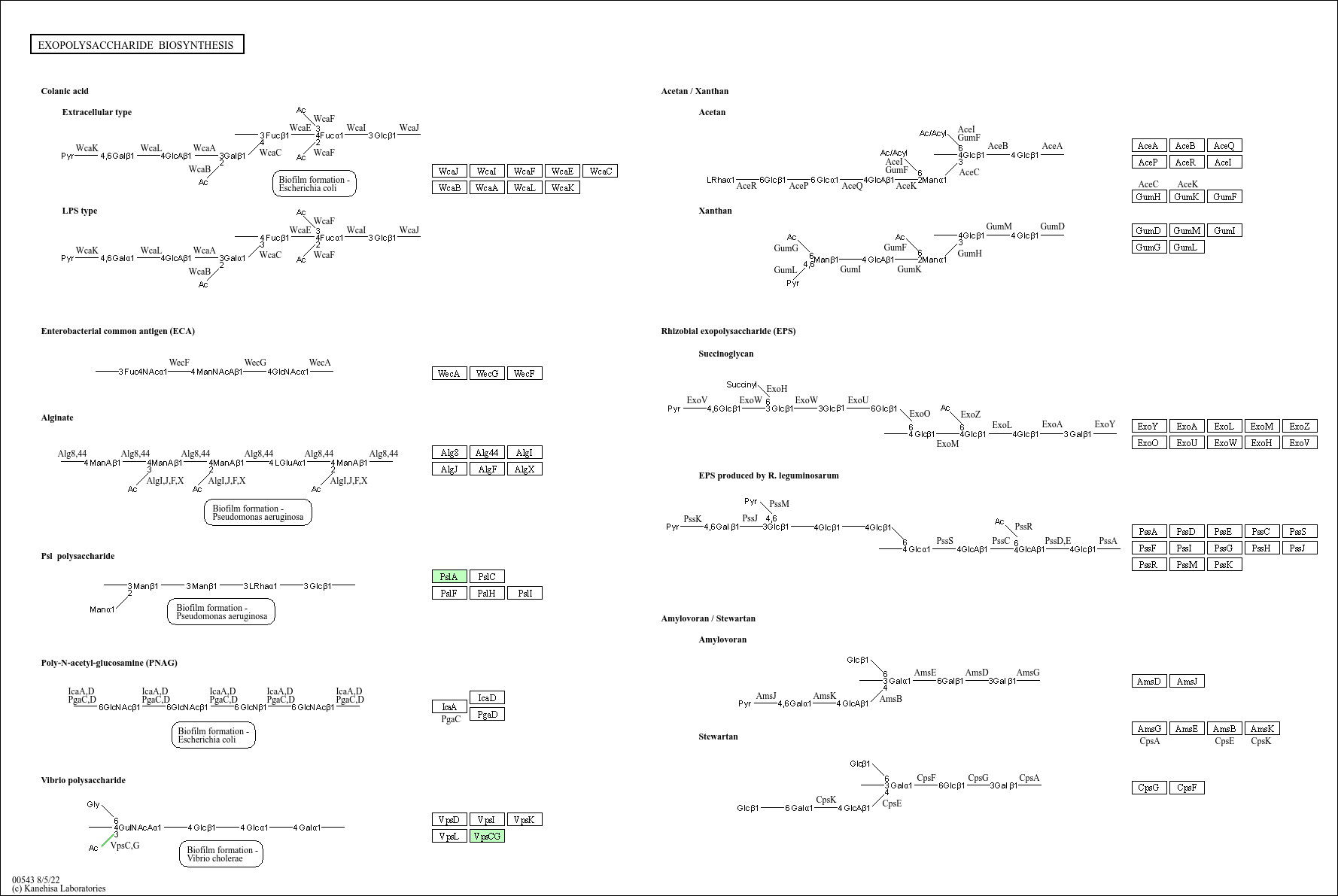 KEGG PATHWAY: Exopolysaccharide biosynthesis - Caulobacter sp. FWC26
