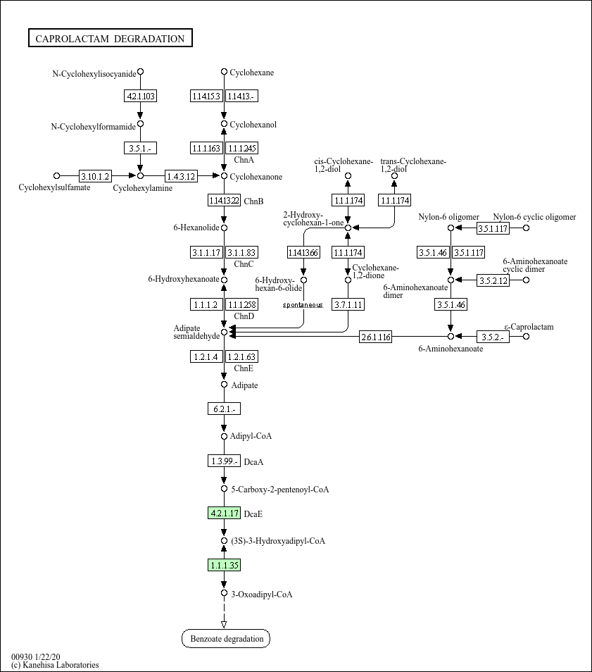 KEGG PATHWAY: Caprolactam degradation - Cedecea neteri ND14a
