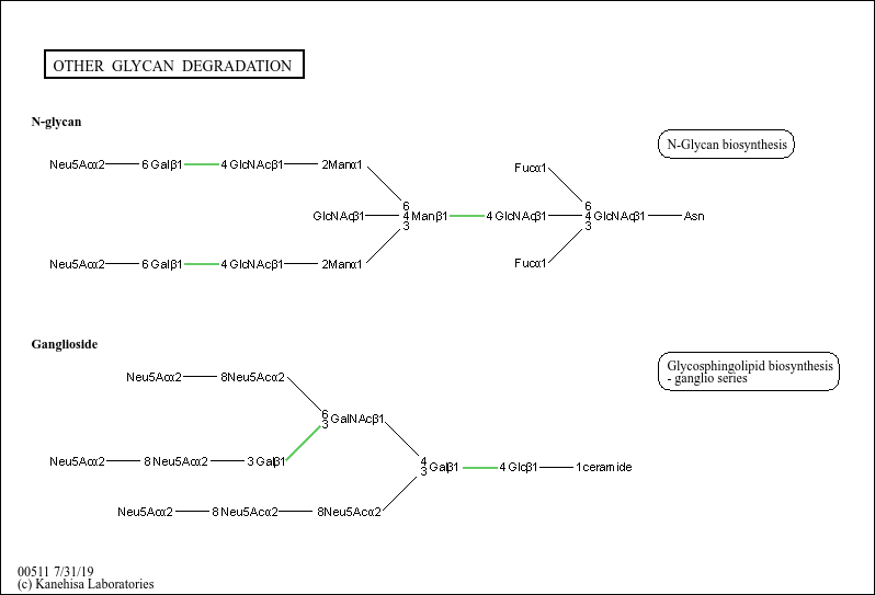KEGG PATHWAY: Other glycan degradation - Coprococcus eutactus