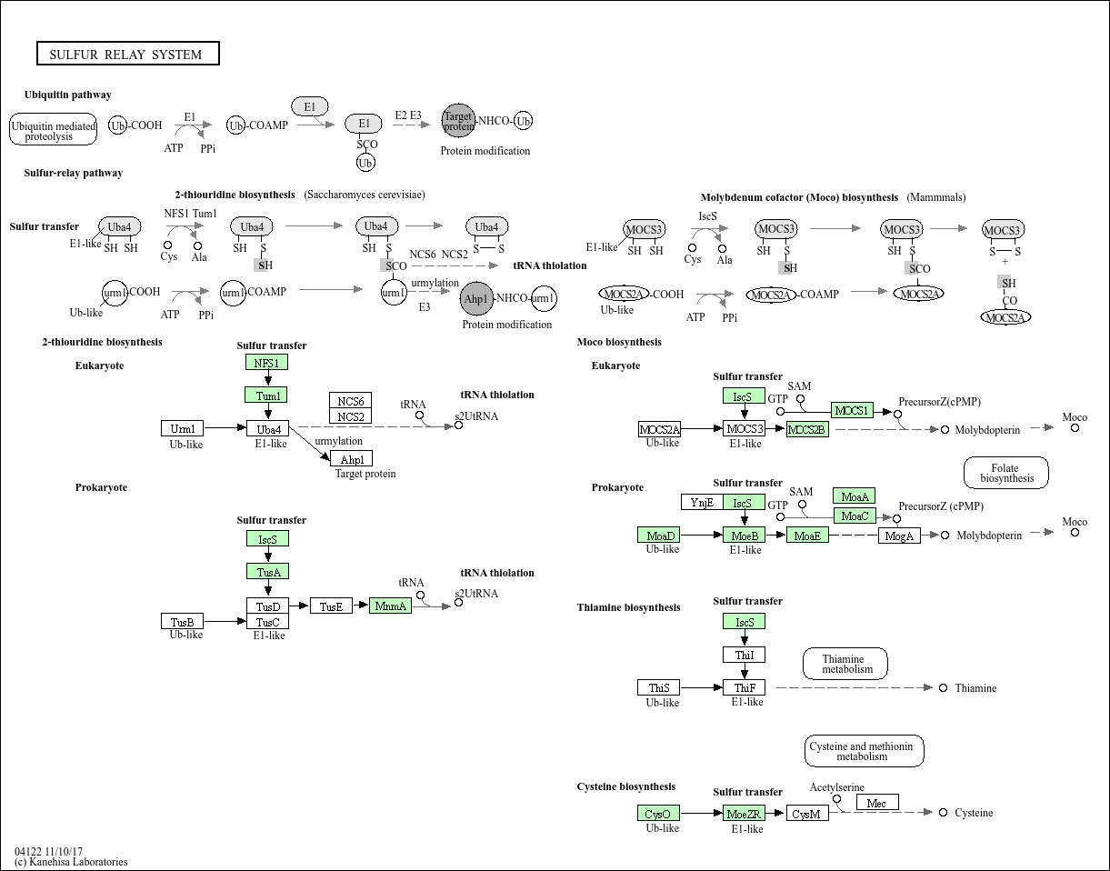 KEGG PATHWAY: Sulfur relay system - Cellulomonas fimi