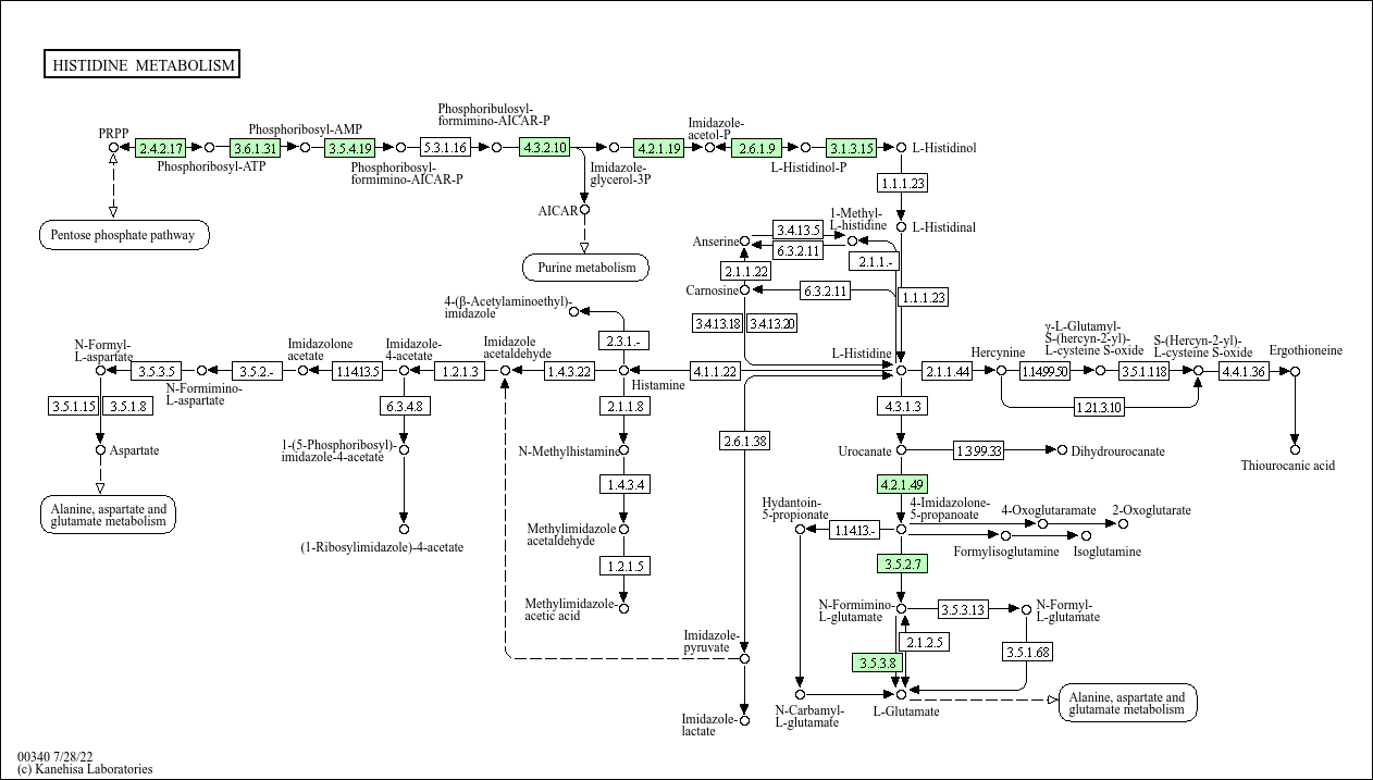KEGG PATHWAY: Histidine metabolism - Corynebacterium frankenforstense