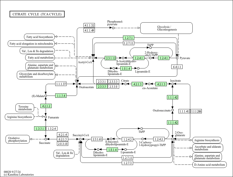 KEGG PATHWAY: Citrate cycle (TCA cycle) - Cyanobium gracile