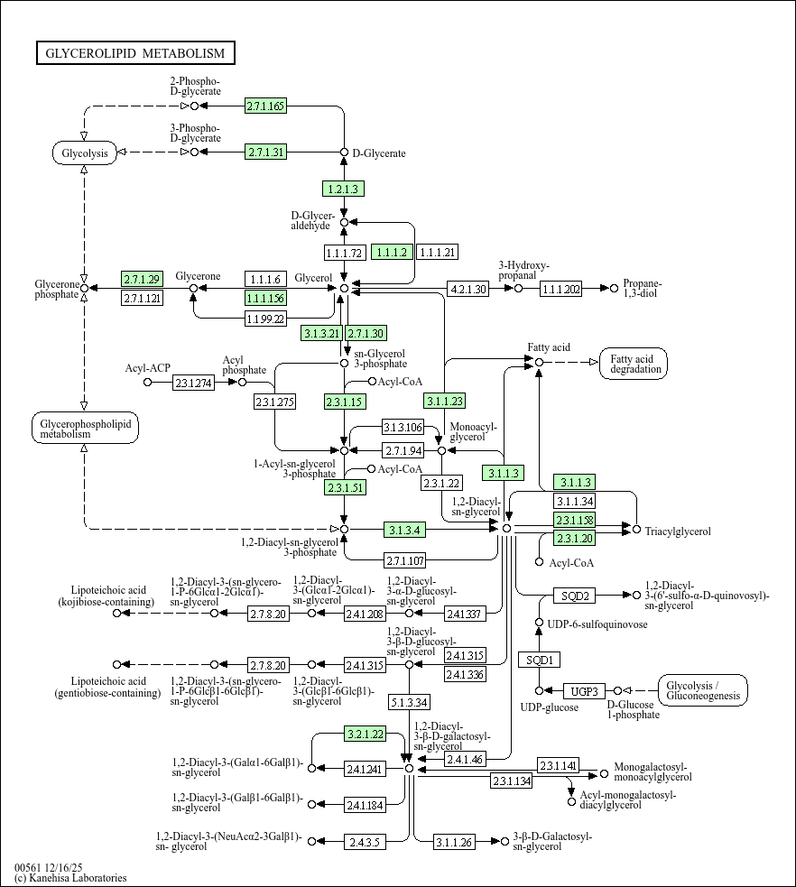 KEGG PATHWAY: Glycerolipid metabolism - Colletotrichum higginsianum