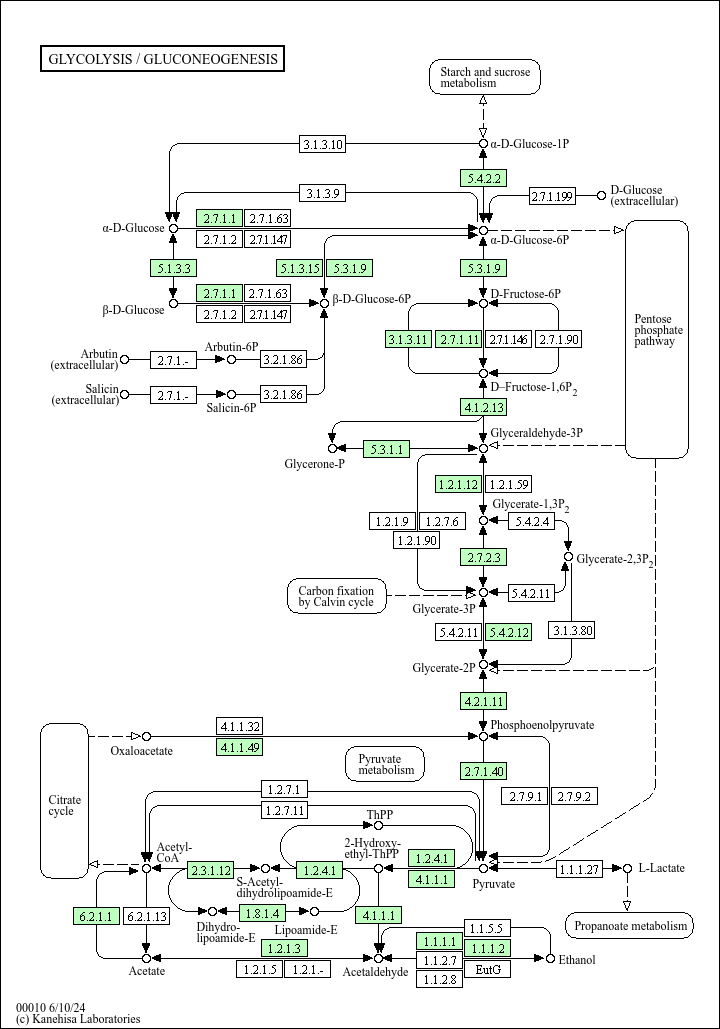 KEGG PATHWAY: Glycolysis / Gluconeogenesis - Coccidioides immitis