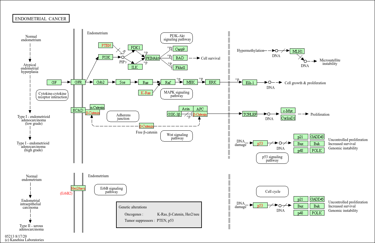 KEGG PATHWAY: Endometrial cancer - Callithrix jacchus (white-tufted-ear ...