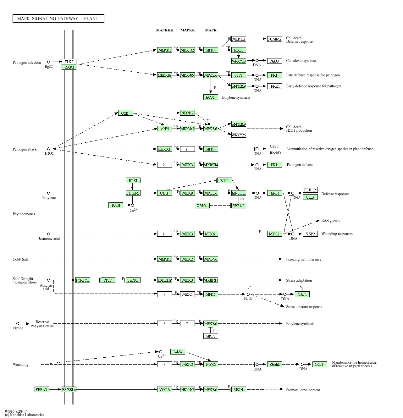 KEGG PATHWAY: MAPK signaling pathway - plant - Cucurbita pepo subsp ...