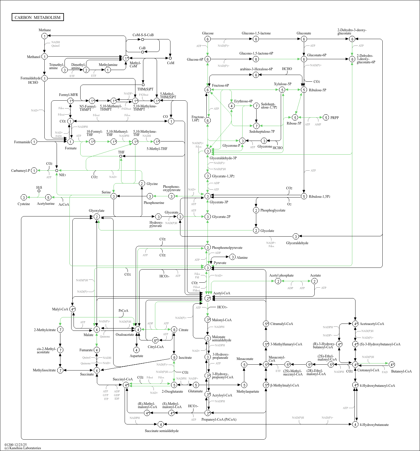 KEGG PATHWAY: Carbon metabolism - Lachnoclostridium phytofermentans