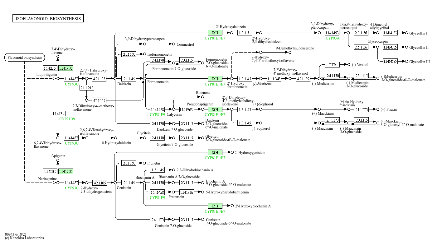 KEGG PATHWAY: Isoflavonoid biosynthesis - Camellia sinensis (tea plant)