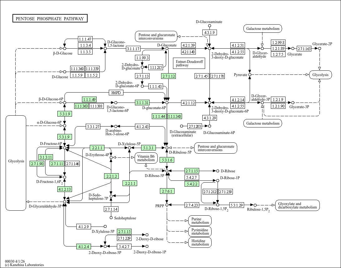KEGG PATHWAY: Pentose phosphate pathway - Corynebacterium stationis
