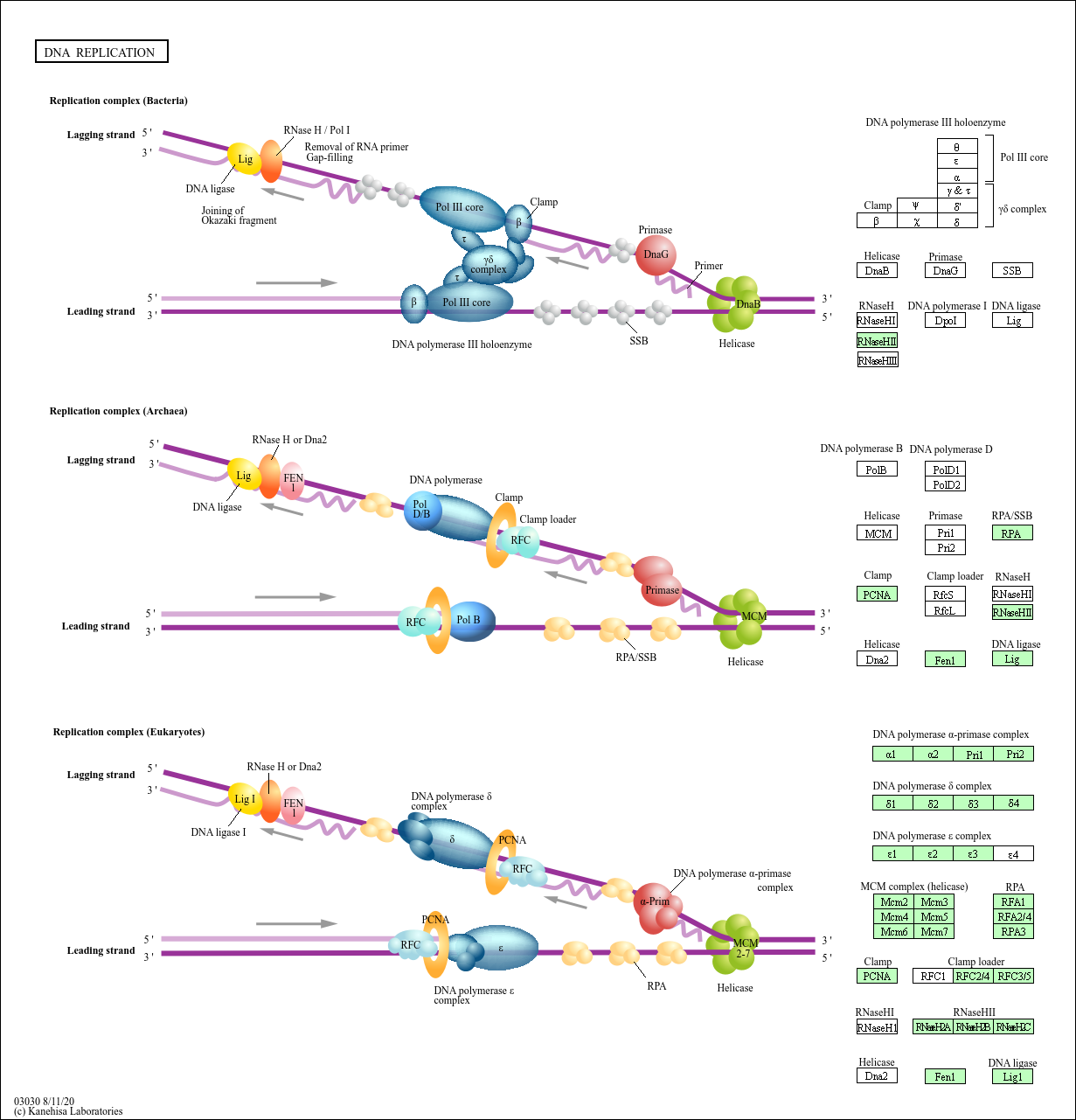 KEGG PATHWAY: DNA replication - Chlorella variabilis