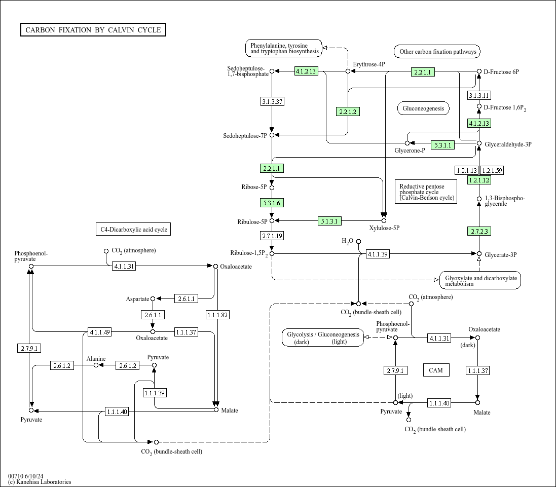 KEGG PATHWAY: Carbon fixation by Calvin cycle - Candidatus ...