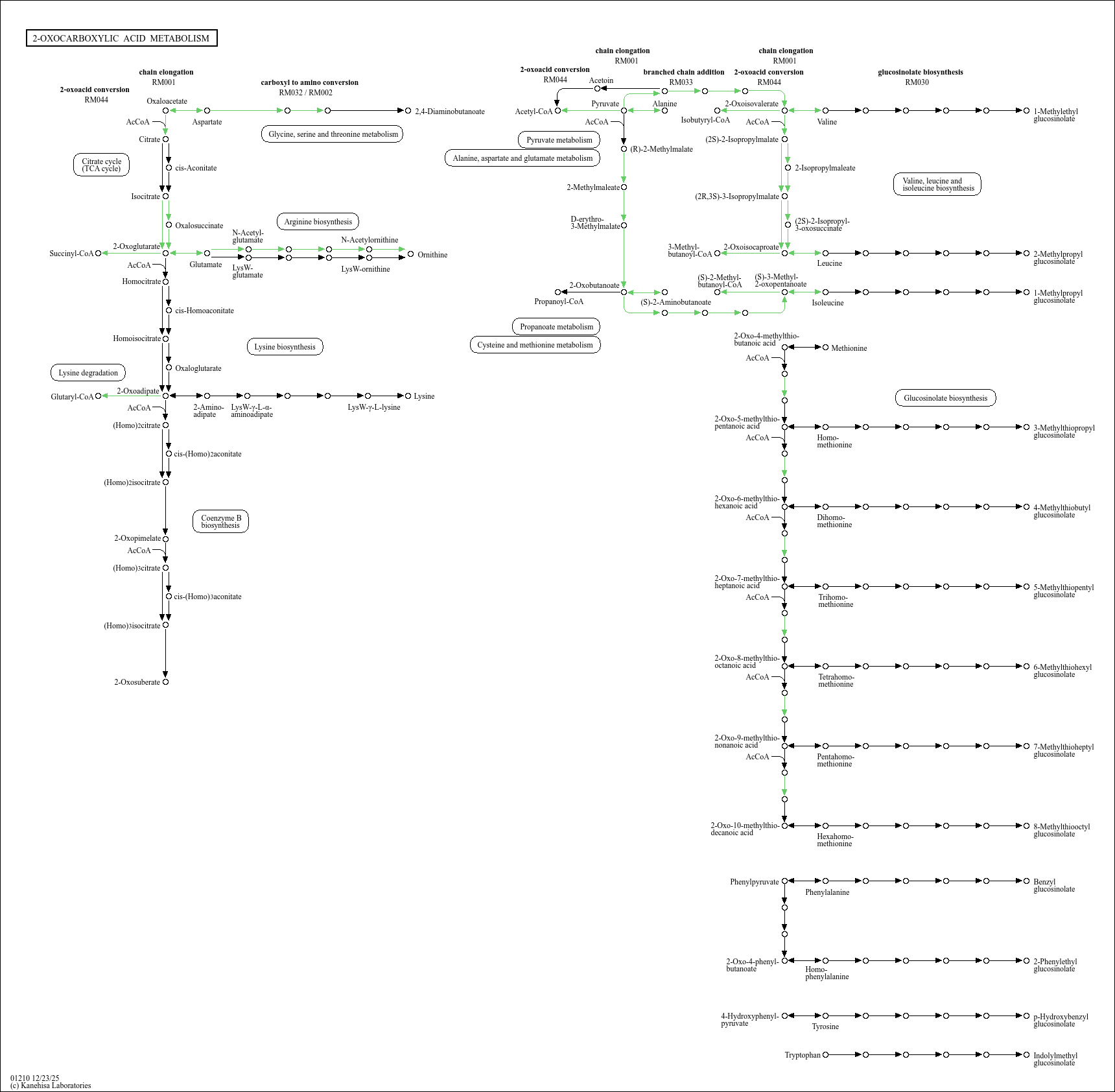 KEGG PATHWAY: 2-Oxocarboxylic acid metabolism - Desulfovibrio desulfuricans ATCC 27774