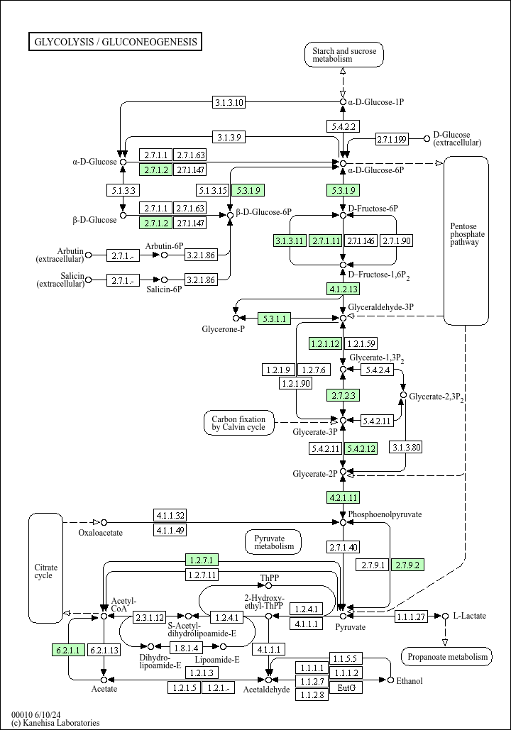 KEGG PATHWAY: Glycolysis / Gluconeogenesis - Dehalococcoides mccartyi CBDB1