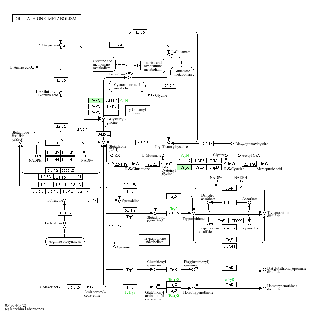 KEGG PATHWAY: Glutathione metabolism - Dehalococcoides mccartyi 195