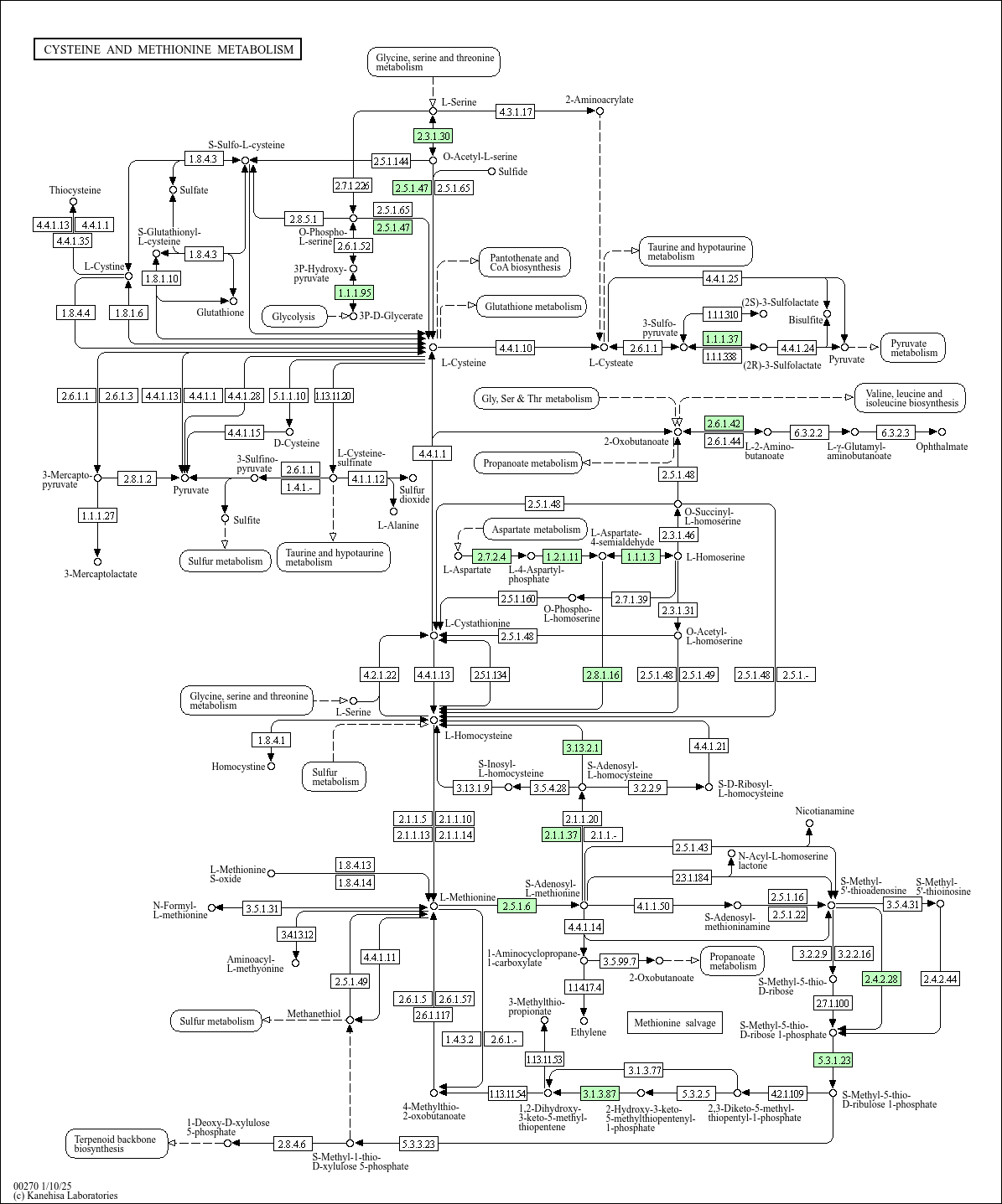 KEGG PATHWAY: Cysteine and methionine metabolism - Dehalococcoides ...