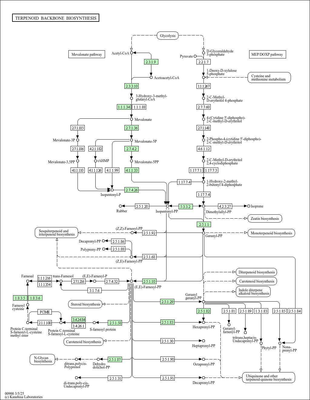 KEGG PATHWAY: Terpenoid backbone biosynthesis - Cavenderia fasciculata ...