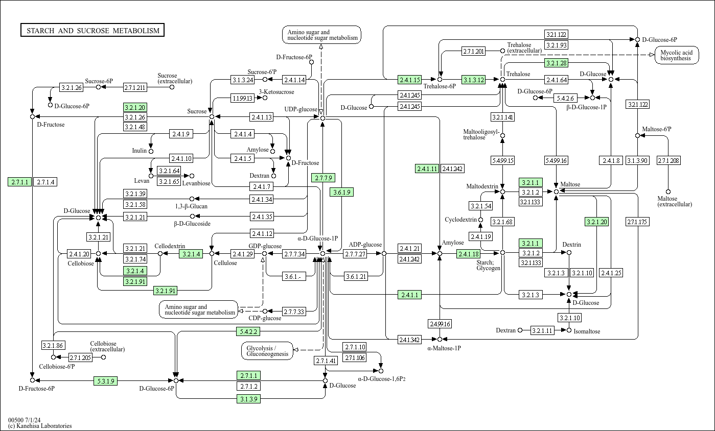 KEGG PATHWAY: Starch and sucrose metabolism - Daphnia magna (water flea)
