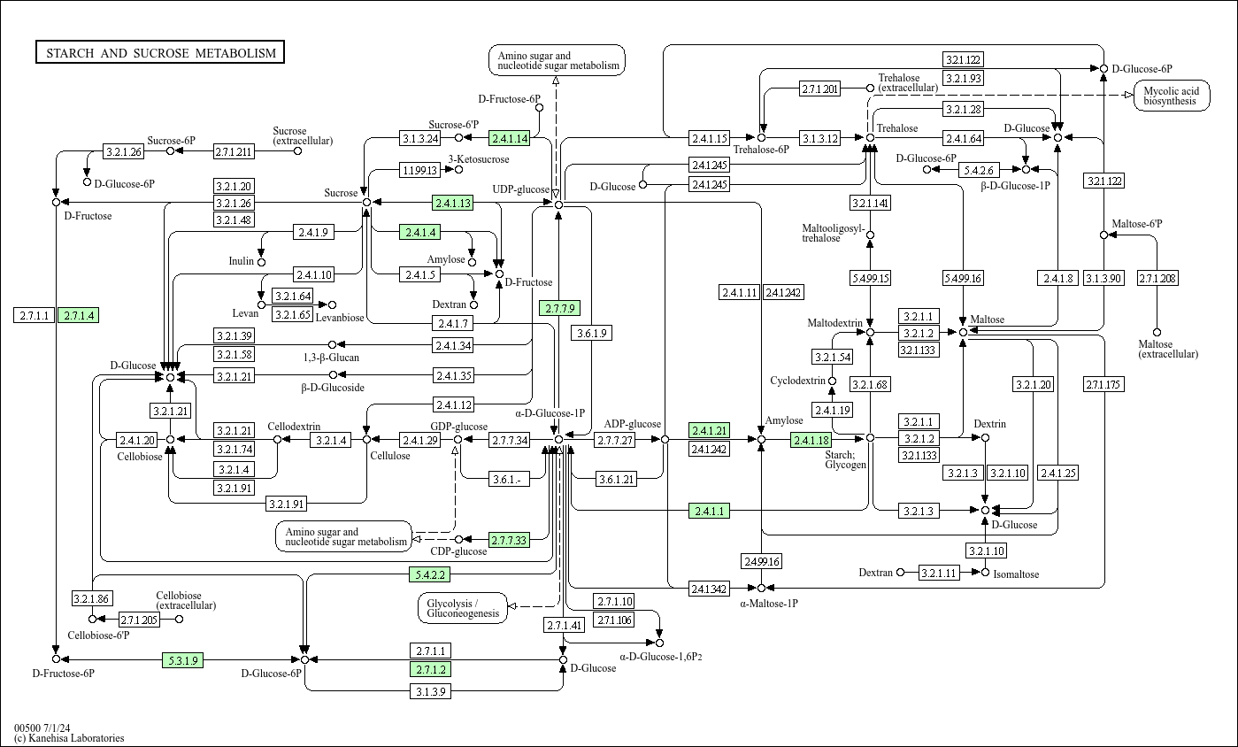 KEGG PATHWAY: Starch and sucrose metabolism - Desulfococcus multivorans