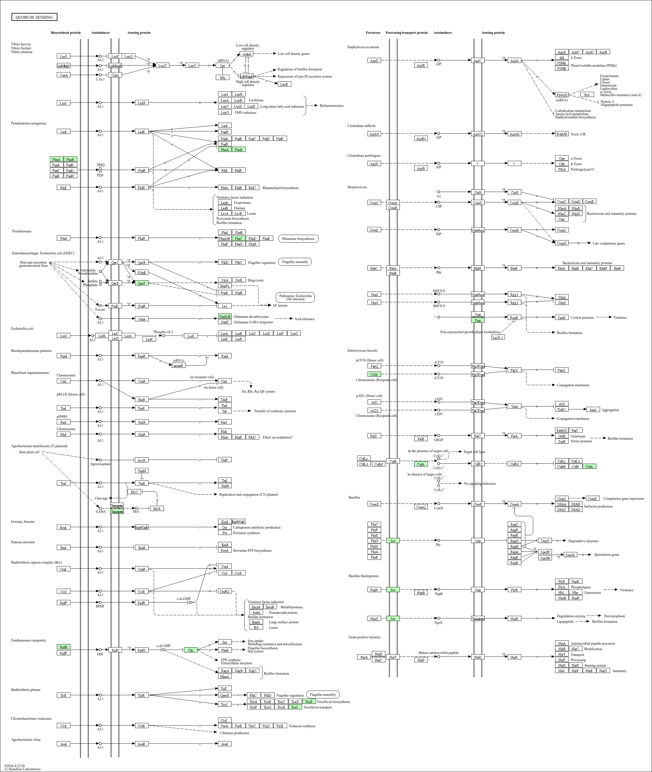 KEGG PATHWAY: Quorum sensing - Desulfococcus multivorans