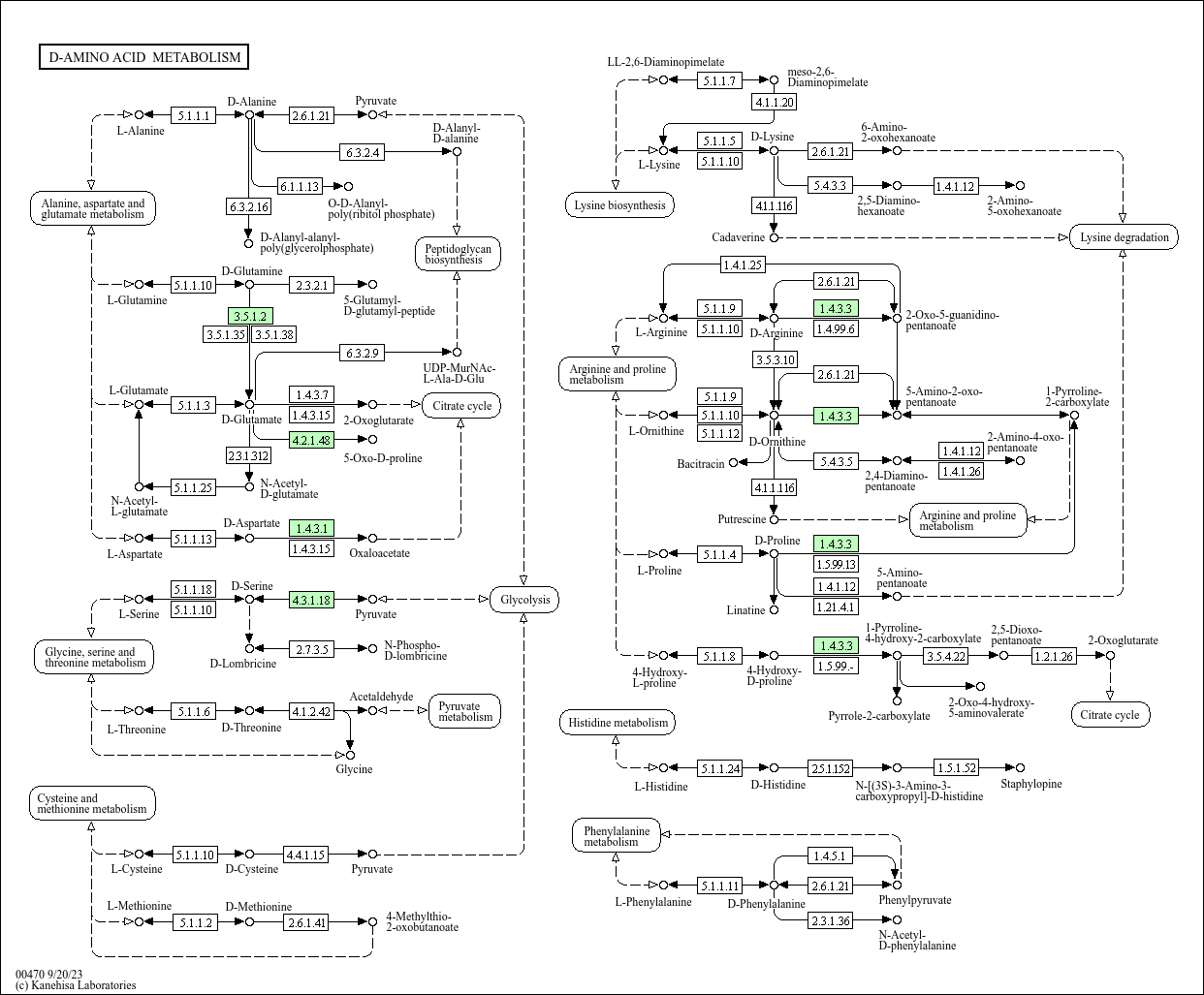 KEGG PATHWAY: D-Amino acid metabolism - Danio rerio (zebrafish)