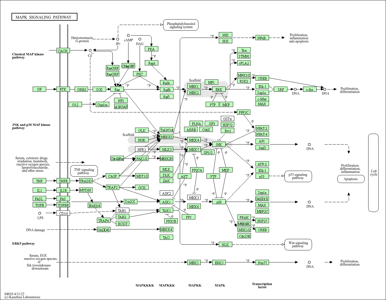 KEGG PATHWAY: MAPK signaling pathway - Danio rerio (zebrafish)