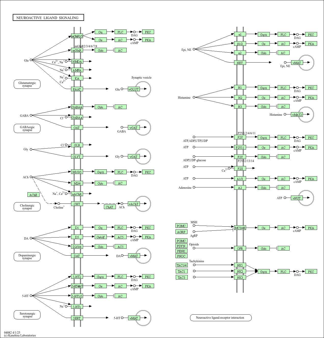 KEGG PATHWAY: Neuroactive ligand signaling - Danio rerio (zebrafish)