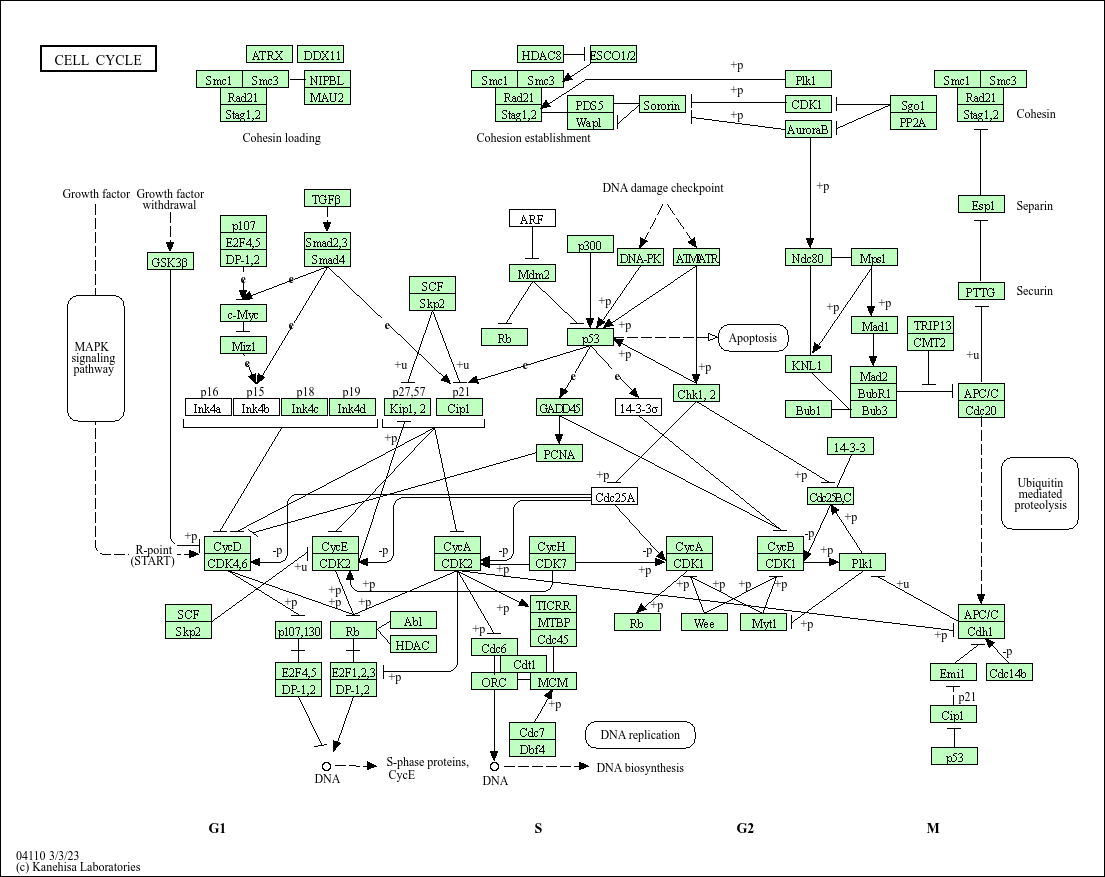 KEGG PATHWAY: Cell cycle - Danio rerio (zebrafish)