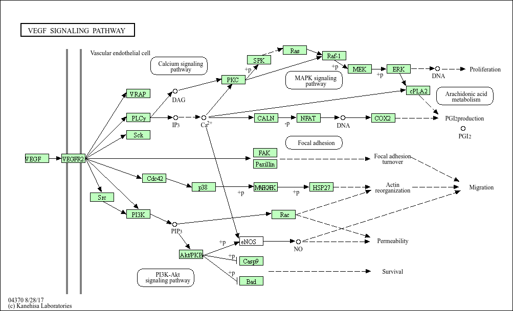 KEGG PATHWAY: VEGF signaling pathway - Danio rerio (zebrafish)