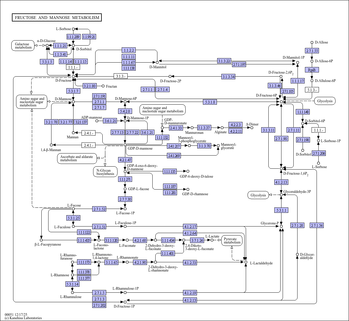 KEGG PATHWAY: Fructose and mannose metabolism