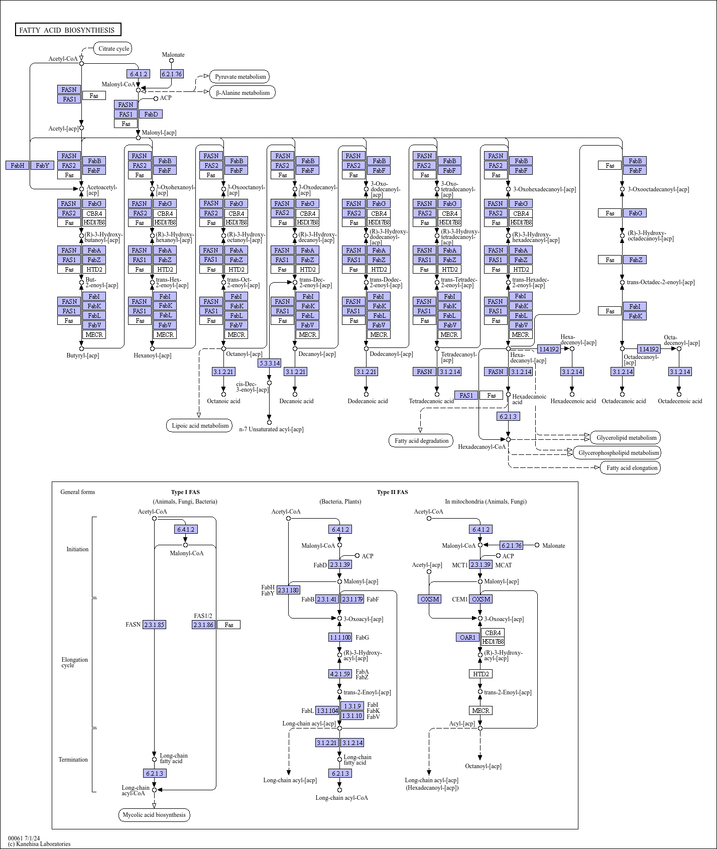 KEGG PATHWAY: Fatty acid biosynthesis