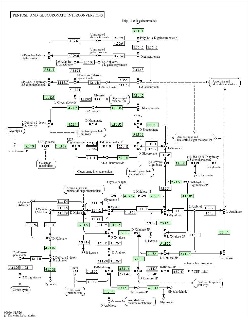 KEGG PATHWAY: Pentose and glucuronate interconversions - Escherichia coli K-12 MG1655