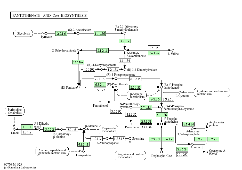 KEGG PATHWAY: Pantothenate and CoA biosynthesis - Escherichia coli K-12 MG1655