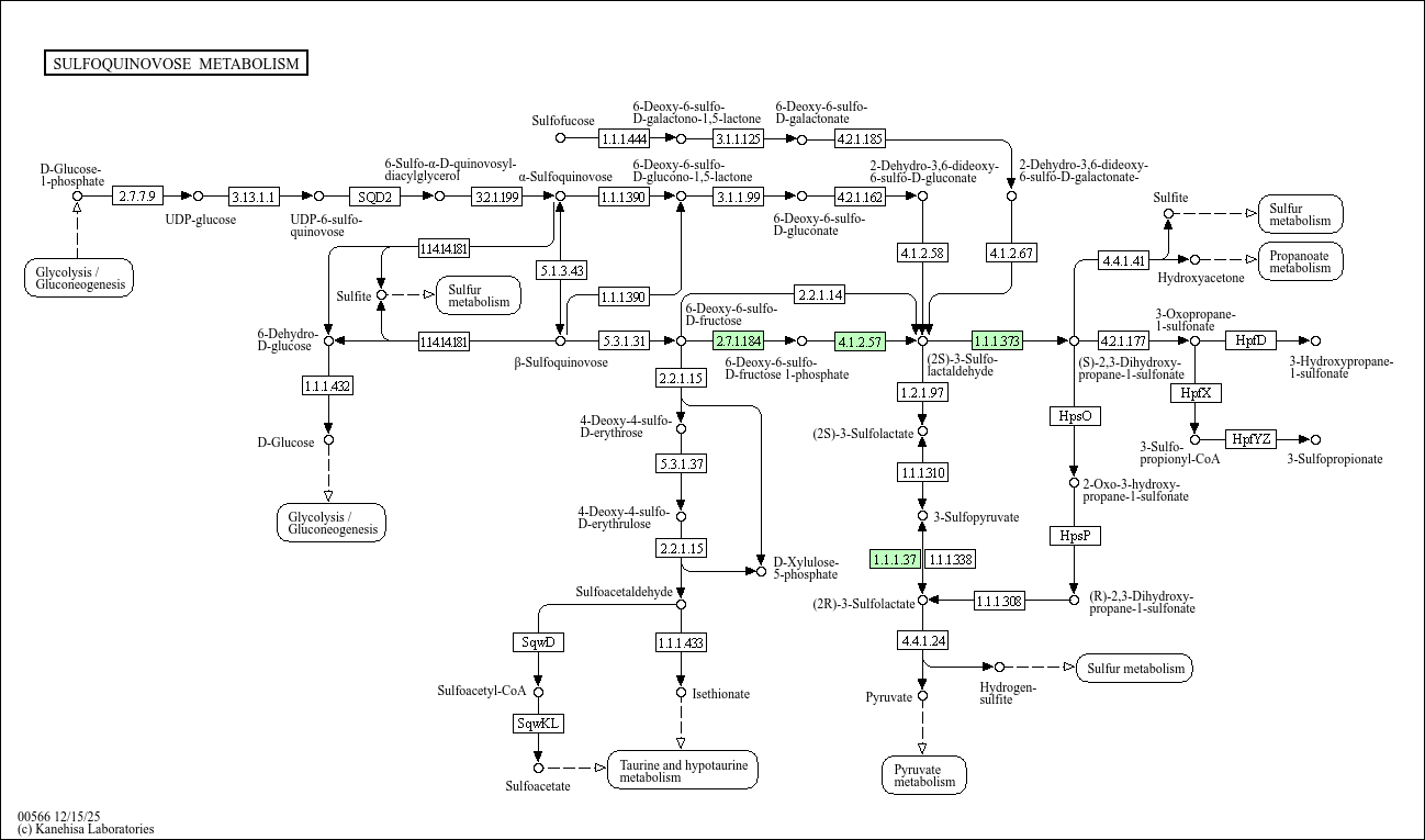 KEGG PATHWAY: Sulfoquinovose metabolism - Escherichia coli JJ1886