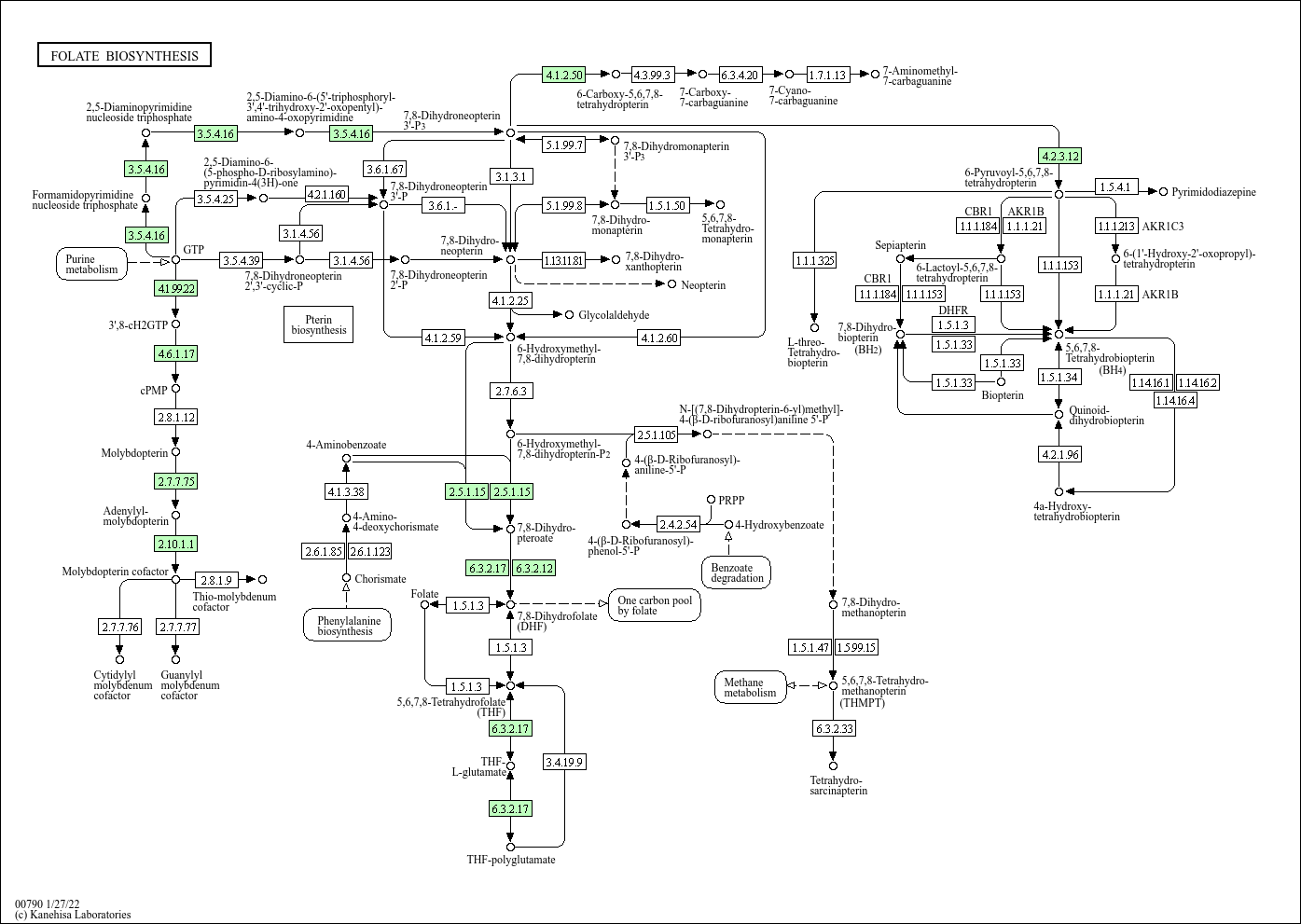 KEGG PATHWAY: Folate biosynthesis - Eggerthella lenta