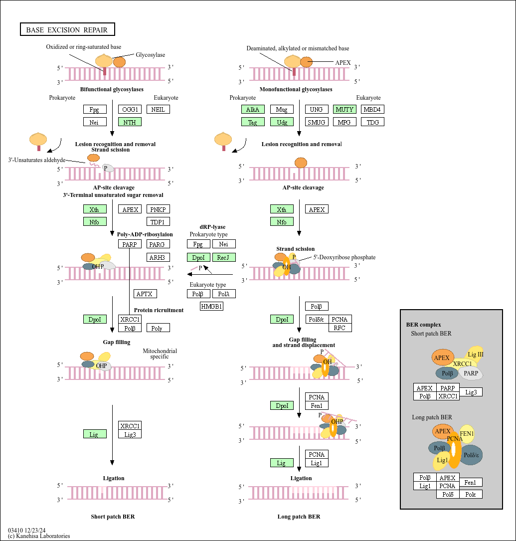 KEGG PATHWAY: Base excision repair - Eggerthella lenta