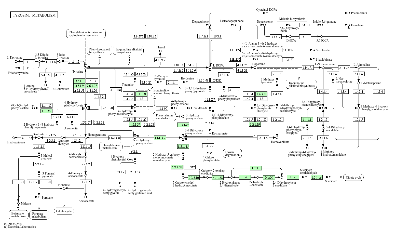 KEGG PATHWAY: Tyrosine metabolism - Escherichia coli W