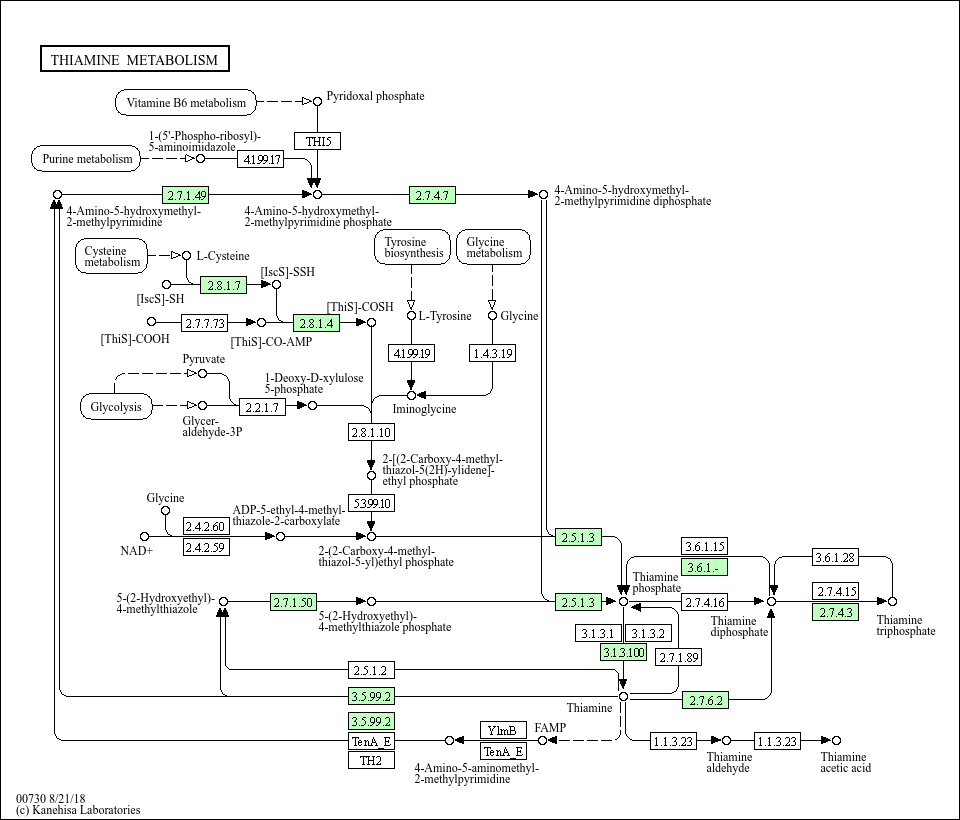 KEGG PATHWAY: Thiamine metabolism - Enterococcus raffinosus
