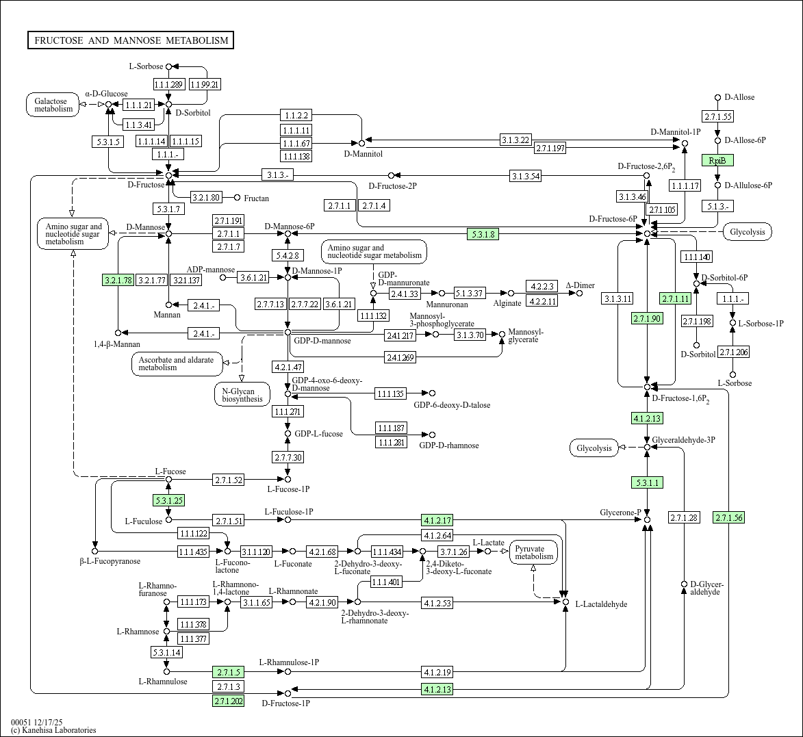 KEGG PATHWAY: Fructose and mannose metabolism - Eubacterium siraeum V10Sc8a