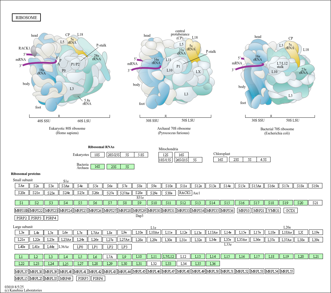 KEGG PATHWAY: Ribosome - Frankia alni