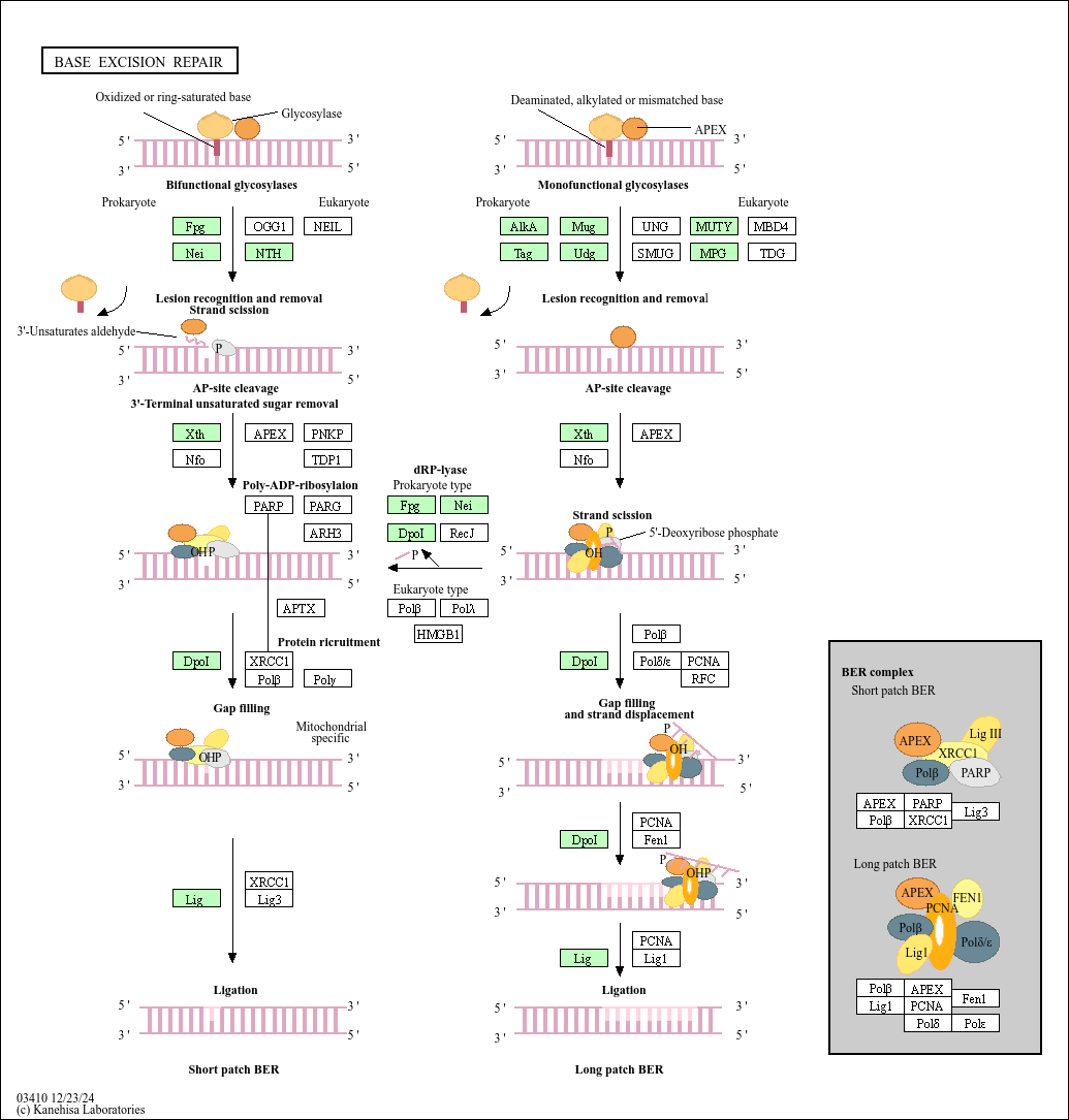 KEGG PATHWAY: Base excision repair - Frankia alni