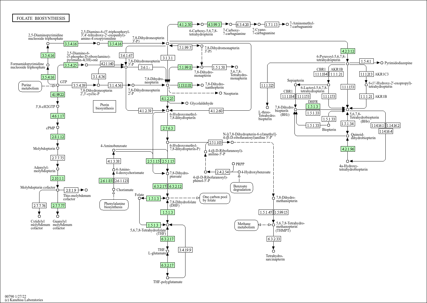 KEGG PATHWAY: Folate biosynthesis - Flavisolibacter ginsenosidimutans