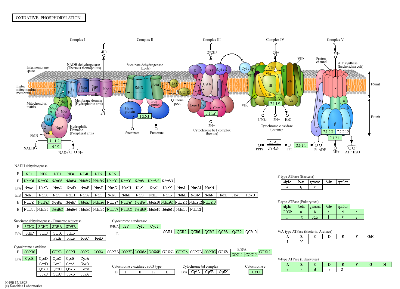 KEGG PATHWAY: Oxidative phosphorylation - Fusarium graminearum