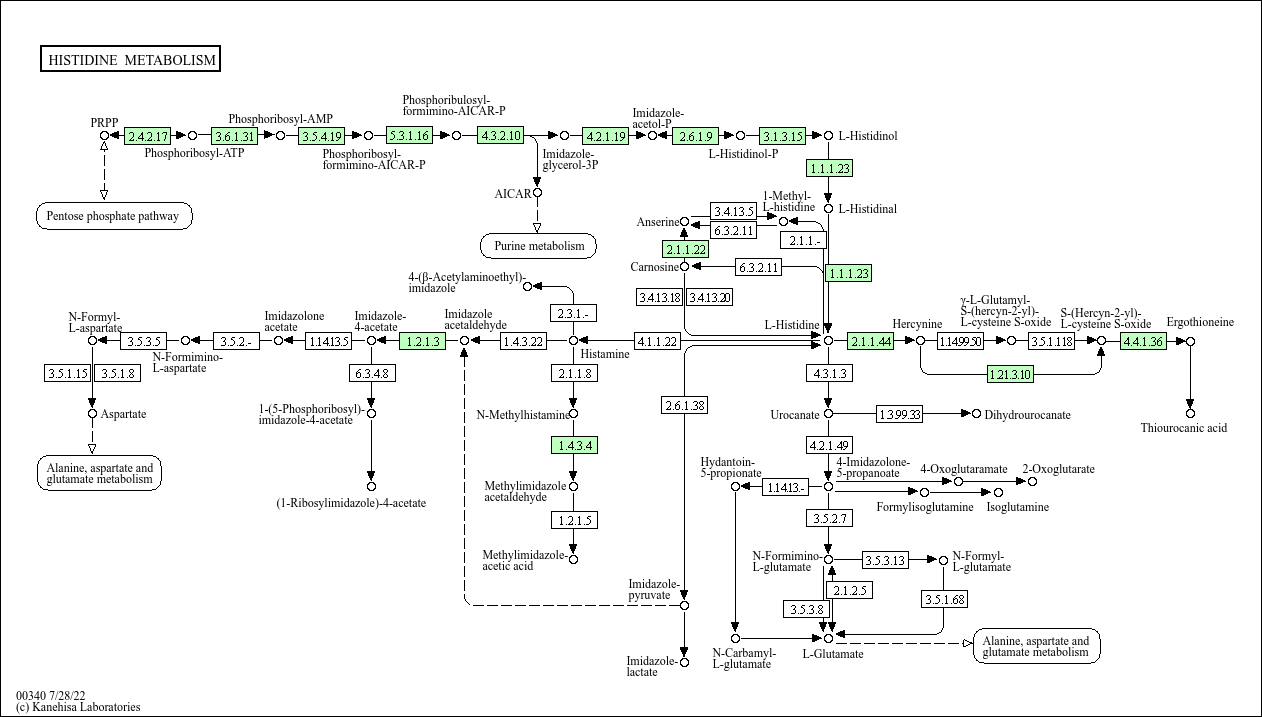 KEGG PATHWAY: Histidine metabolism - Fusarium graminearum