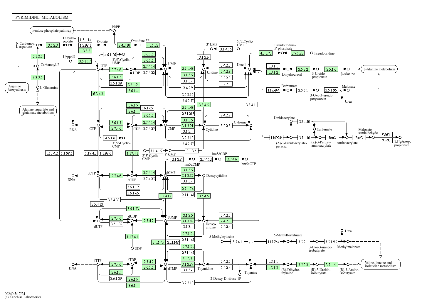 KEGG PATHWAY: Pyrimidine metabolism - Gallus gallus (chicken)